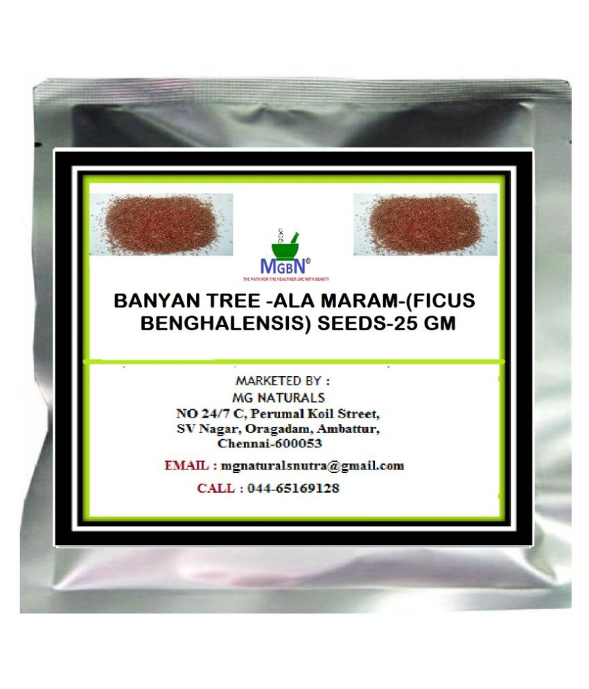 BANYAN TREE -ALA MARAM-(FICUS BENGHALENSIS) SEEDS-25 GM (1500 Seeds Per ...