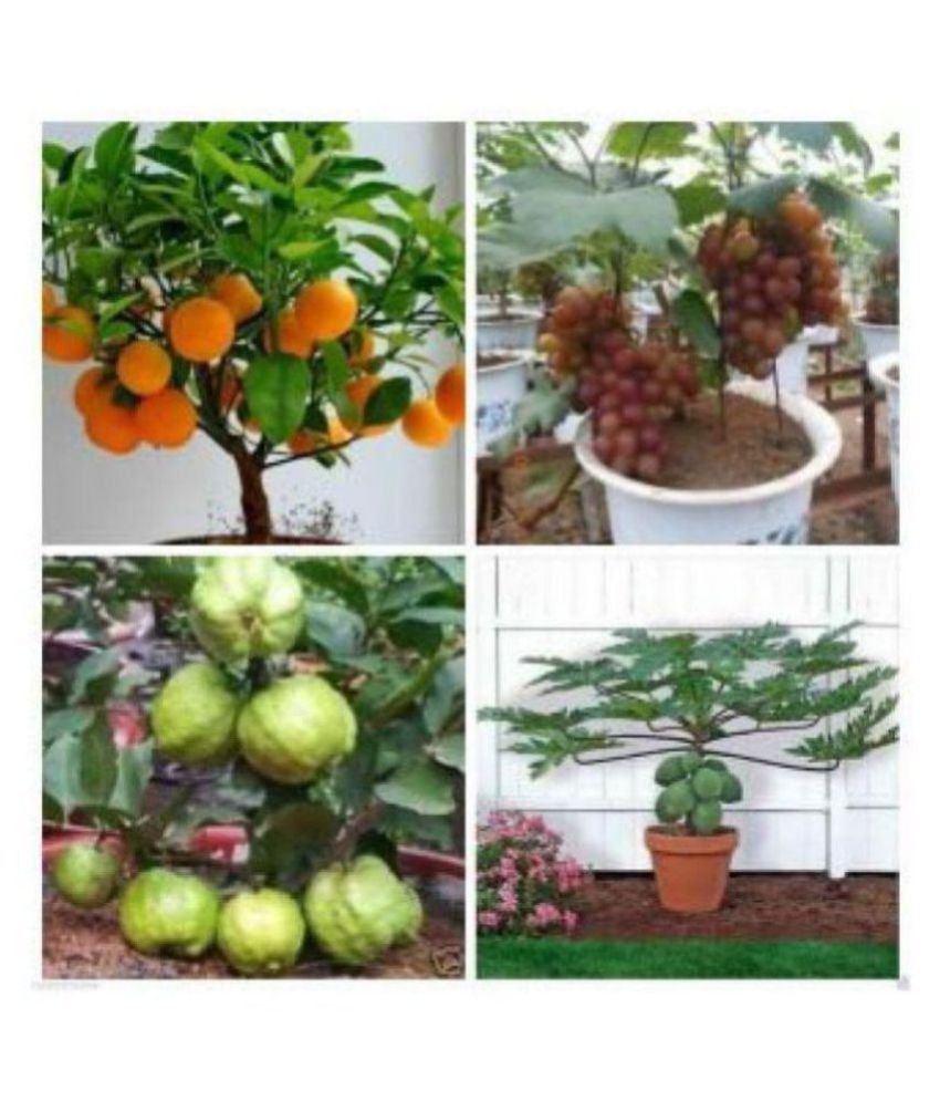 Gardens Dwarf 20 Fruit Seeds Combo (Orange, Guava, Grapes & Papaya ...