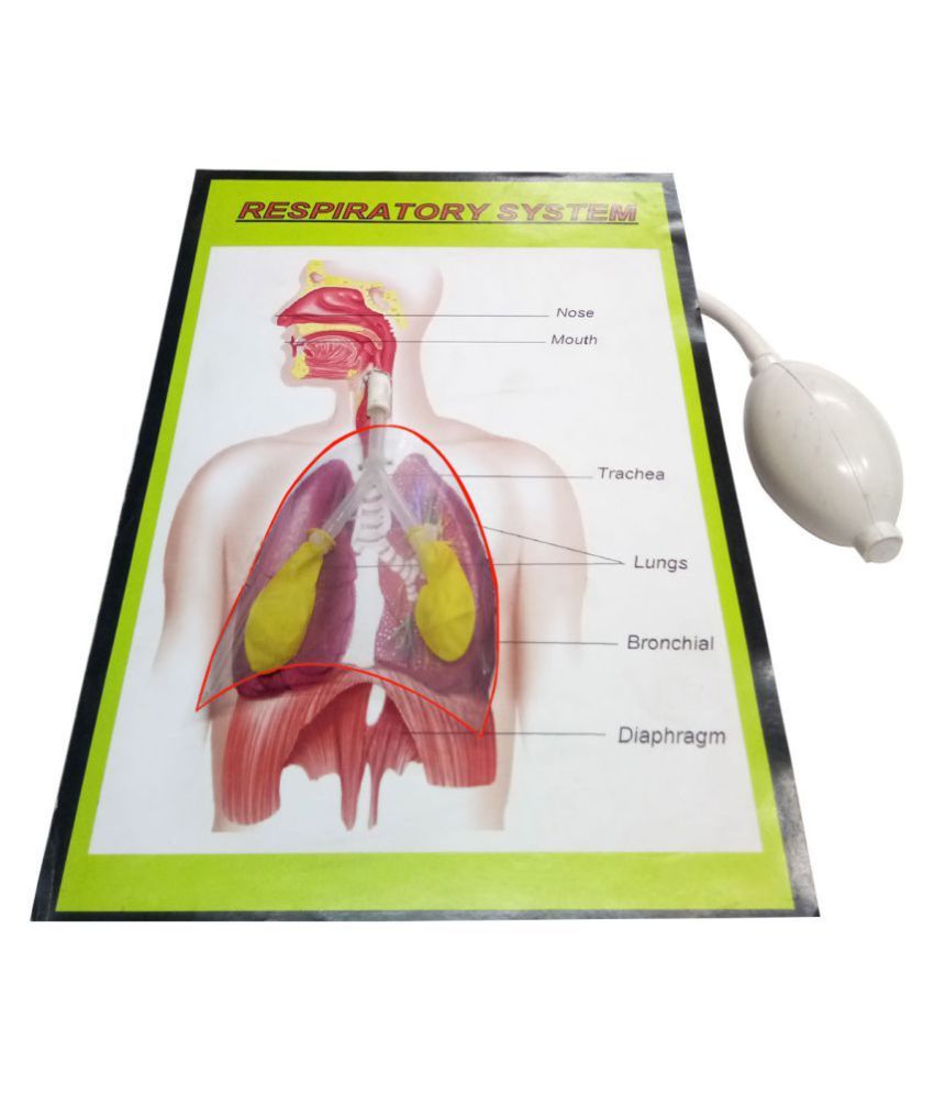 MELODY'S Respiratory System Using Baloon Biology Working Model-Project ...