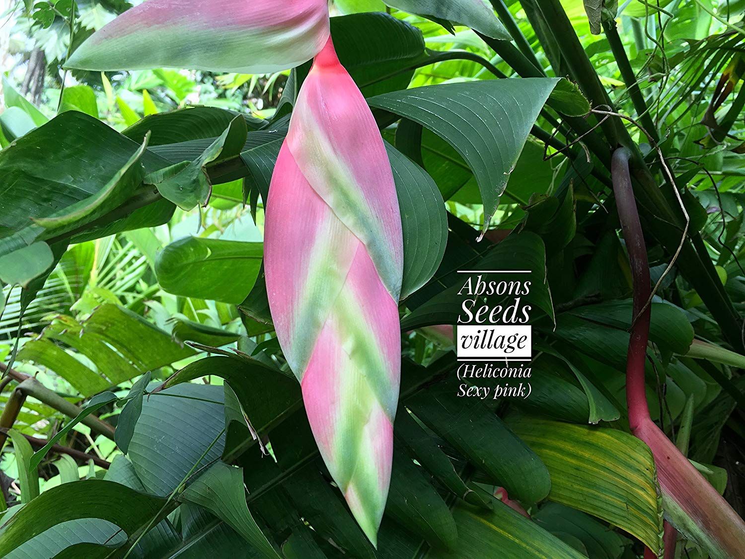 Heliconia Pink Flamingo Heliconia 'Sexy Pink'Heliconia chartacea,A very ...