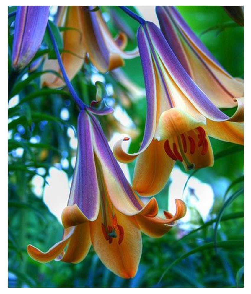 RedOak Drop lily Flower Seeds - Orangeish and Blue Heart - 100 Pcs: Buy ...