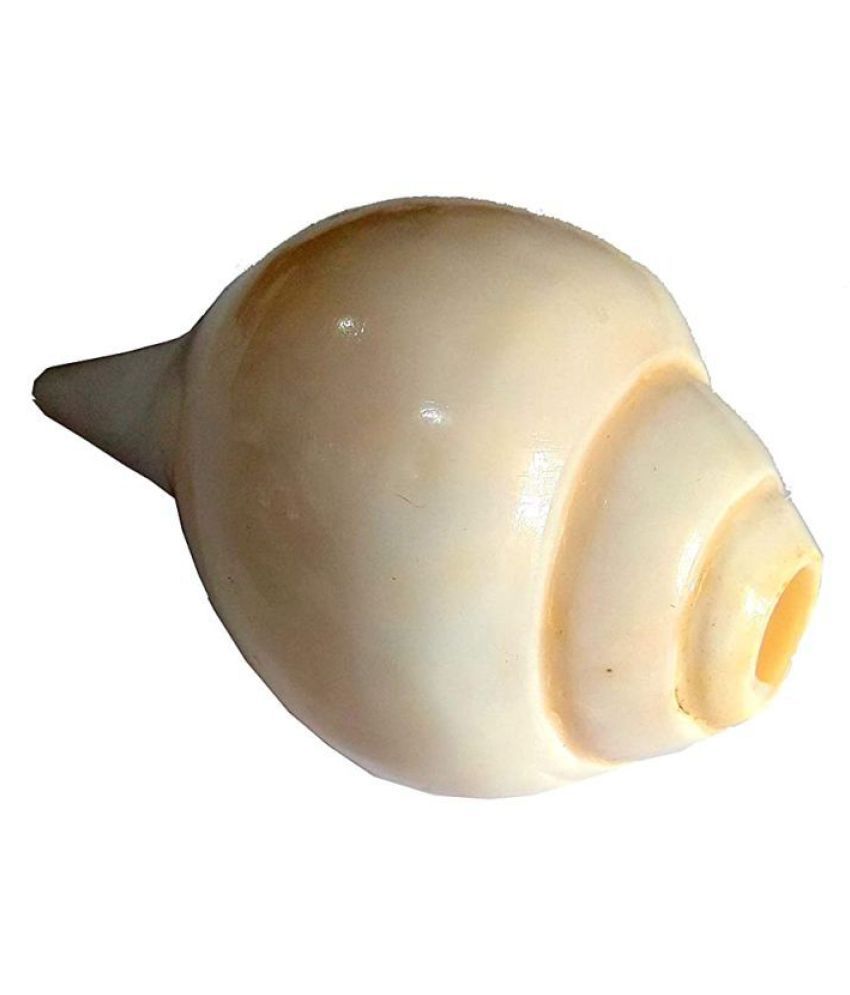 Zoltamulata® Traditional Blowing Shankh Conch (6-8 inch, White): Buy ...