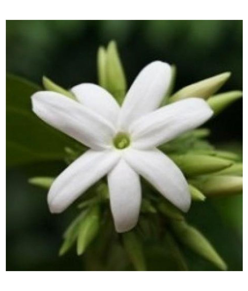 Saraswati Gardens Chameli Plant Live Plant: Buy Saraswati Gardens ...