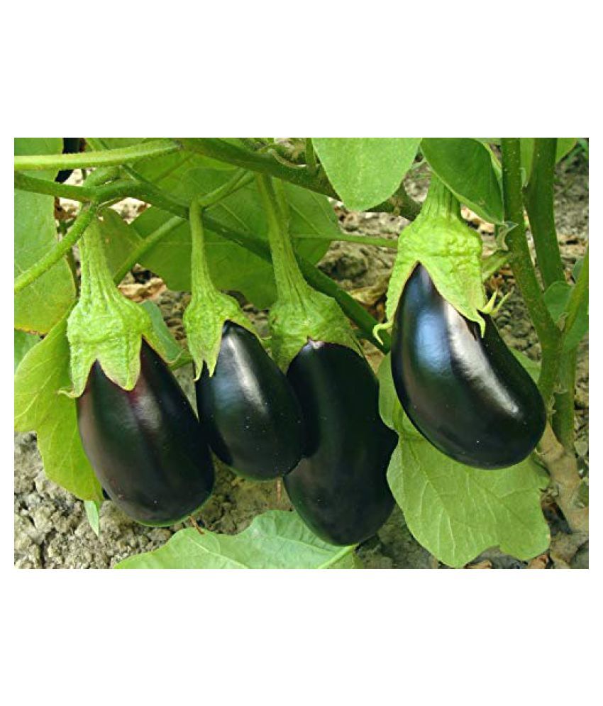 Saraswati Gardens Live Brinjal - Baingan Vegetable Plant: Buy Saraswati ...