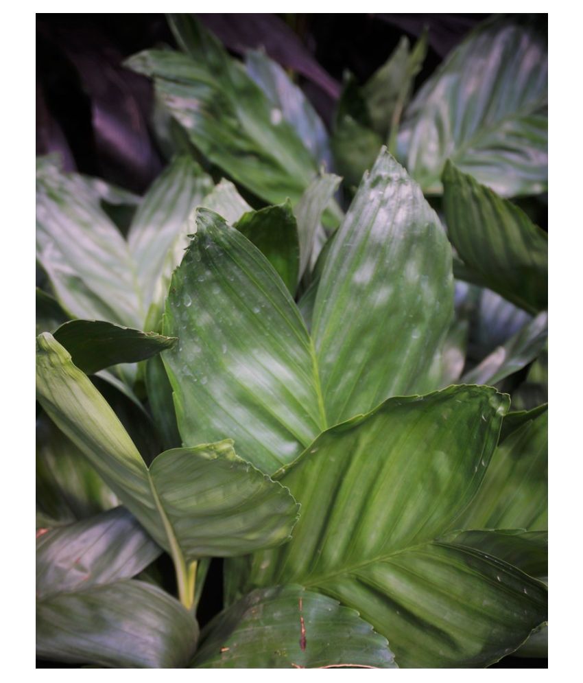 Kapebonavista Chamaedorea Metallica Living Plant Raw Herbs 1 No S Pack