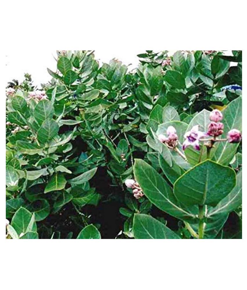 Kapebonavista Shwetharka Ganapathi Madar Plant Raw Herbs 1 No S Pack Of