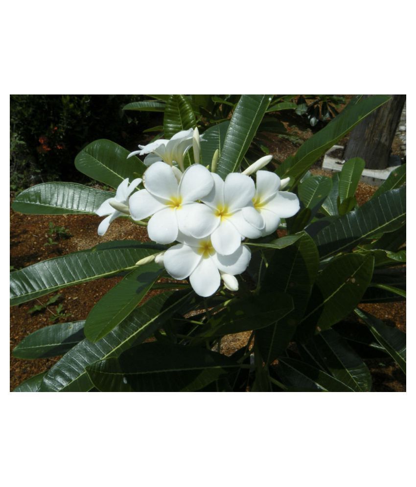 Kapebonavista Plumeria Alba Plant In Polybag Raw Herbs 1 No S Pack Of 1