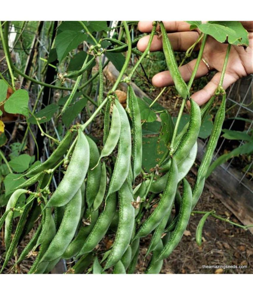 Papdi-Sem Phali,-Surti Papdi-Vegetable Seeds (Pack of 30 Seeds): Buy ...